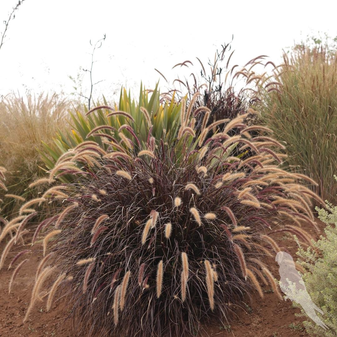 Pennisetum Setaceum Atropurpurea – Vivero Tricao