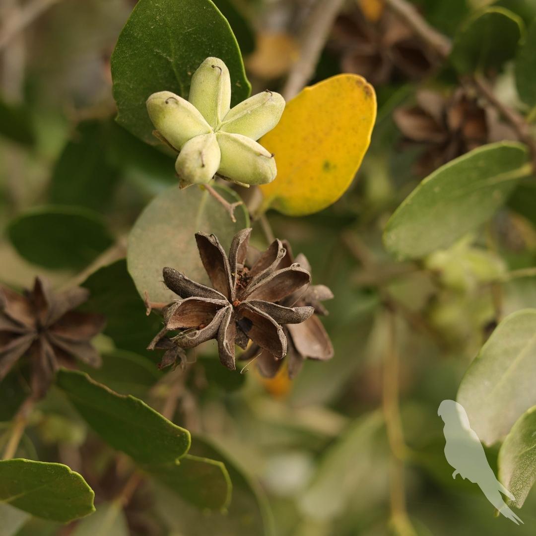 Quillaja Saponaria (Quillay) – Vivero Tricao
